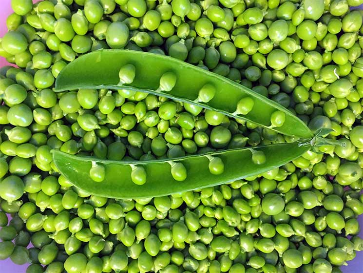 Pèsol del maresme – Horta de Proximitat